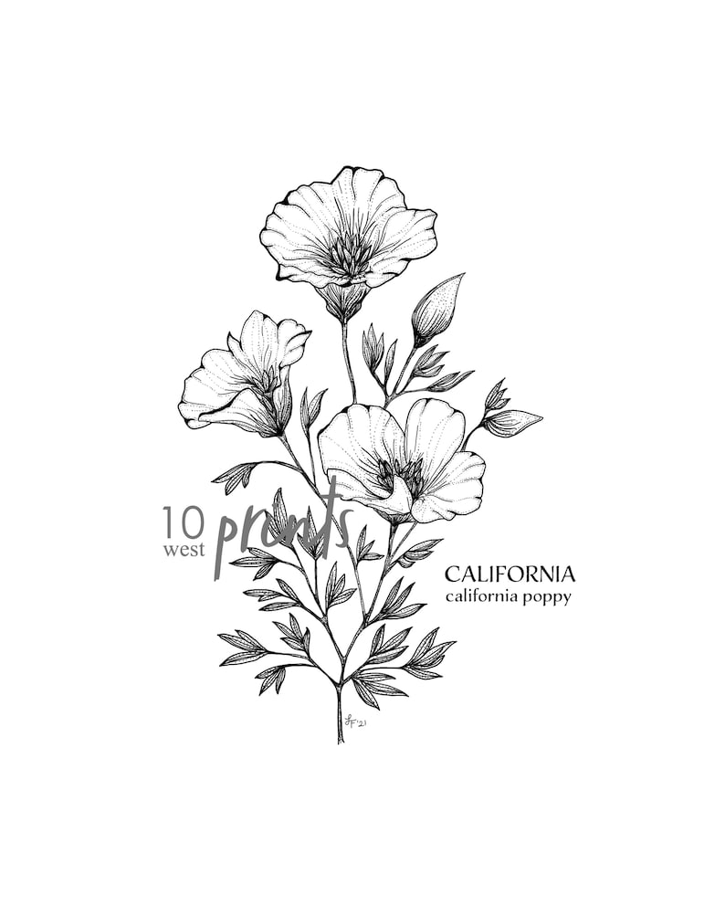 California Poppy Ink Sketch Print / Printable / Art / Digital Download ...