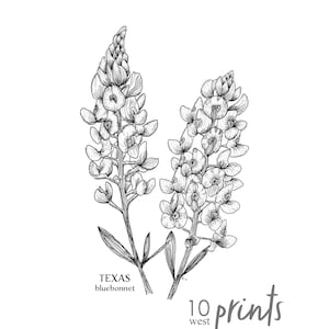 Texas Bluebonnet Ink Sketch Print / Printable / Art / Digital Download ...
