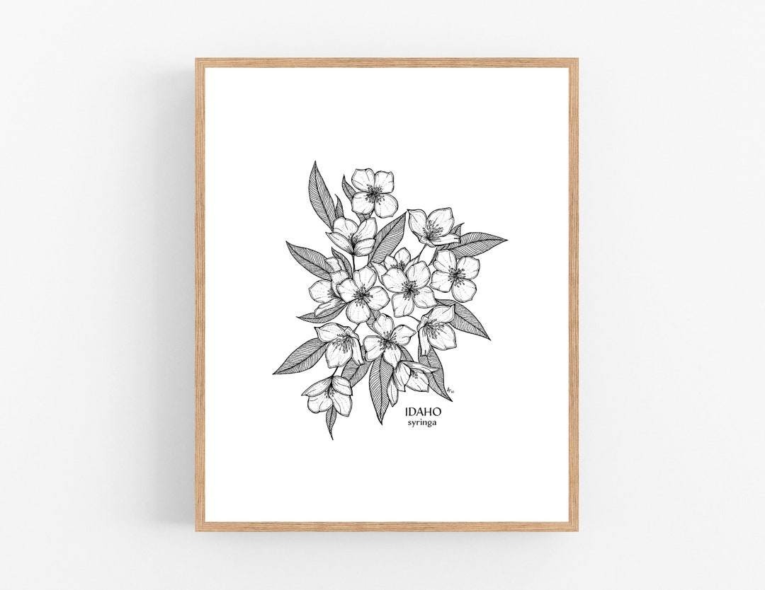 Idaho Syringa Ink Illustration / Syringa Mock Orange Drawing ...