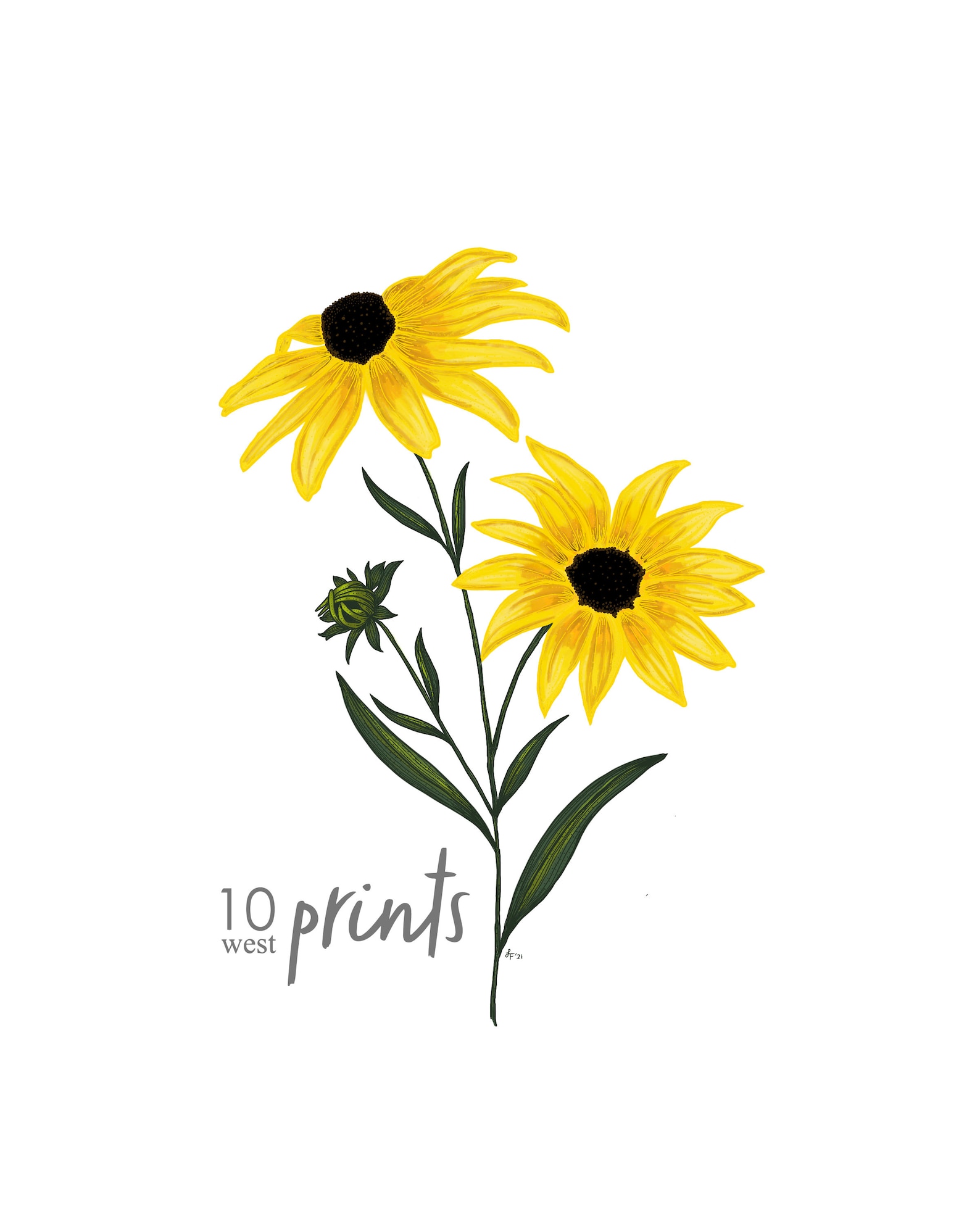 Black-eyed Susan Illustration Print / Printable / Art / - Etsy