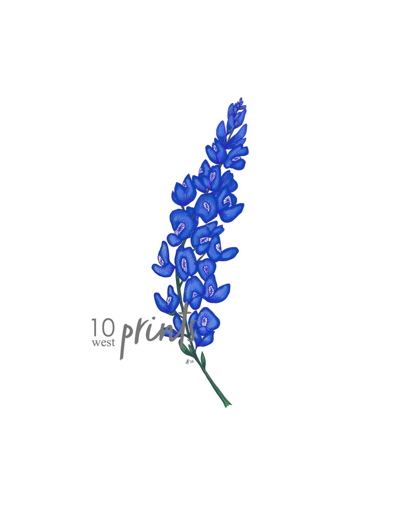 Single Bluebonnet Illustration / Printable / Art / Digital - Etsy