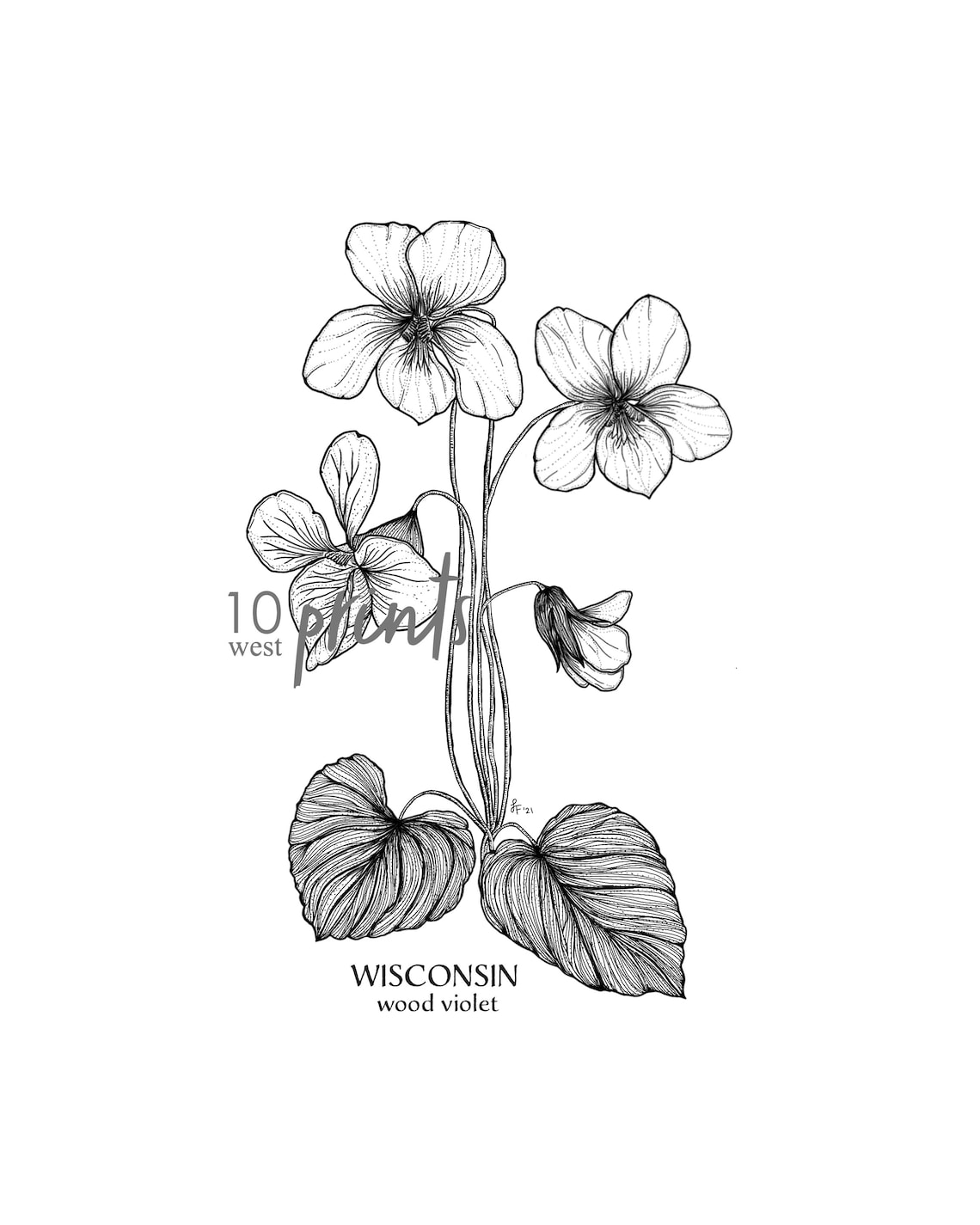 Wisconsin Wood Violet Ink Sketch Print / Printable / Art / | Etsy