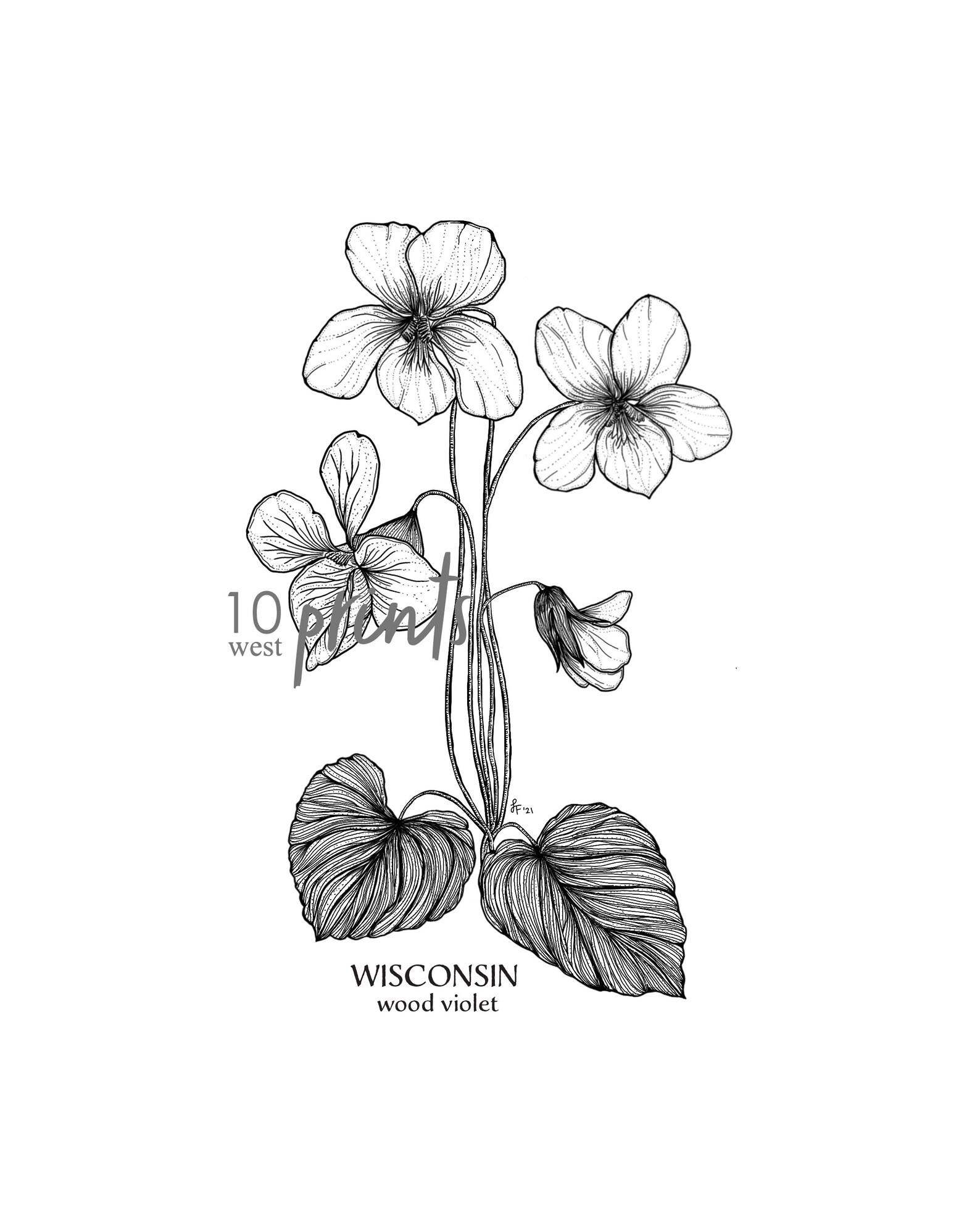 Wisconsin Wood Violet Ink Sketch Print / Printable / Art / - Etsy