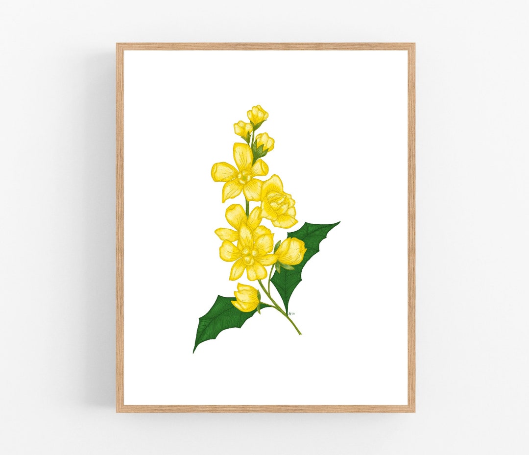 Oregon Grape Flower Illustration Print / Printable / Art / Digital ...