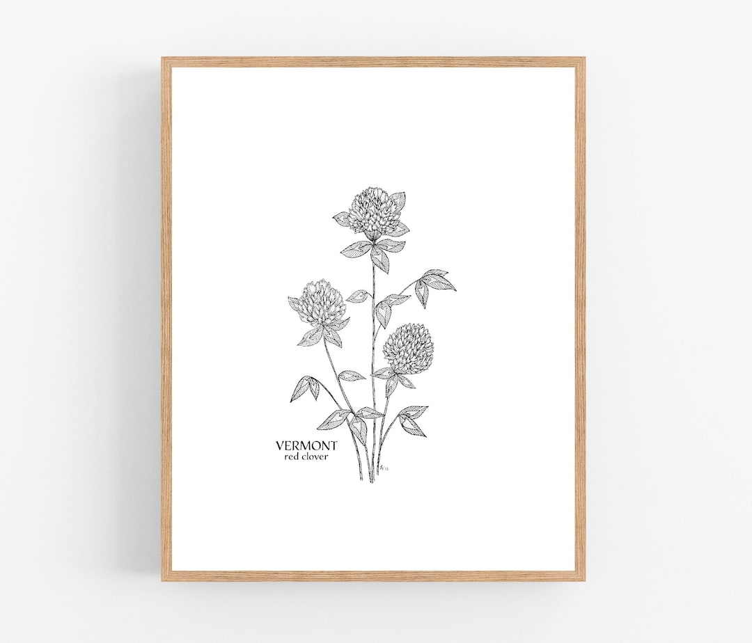 Vermont Red Clover Ink Illustration / Red Clover Print Drawing ...