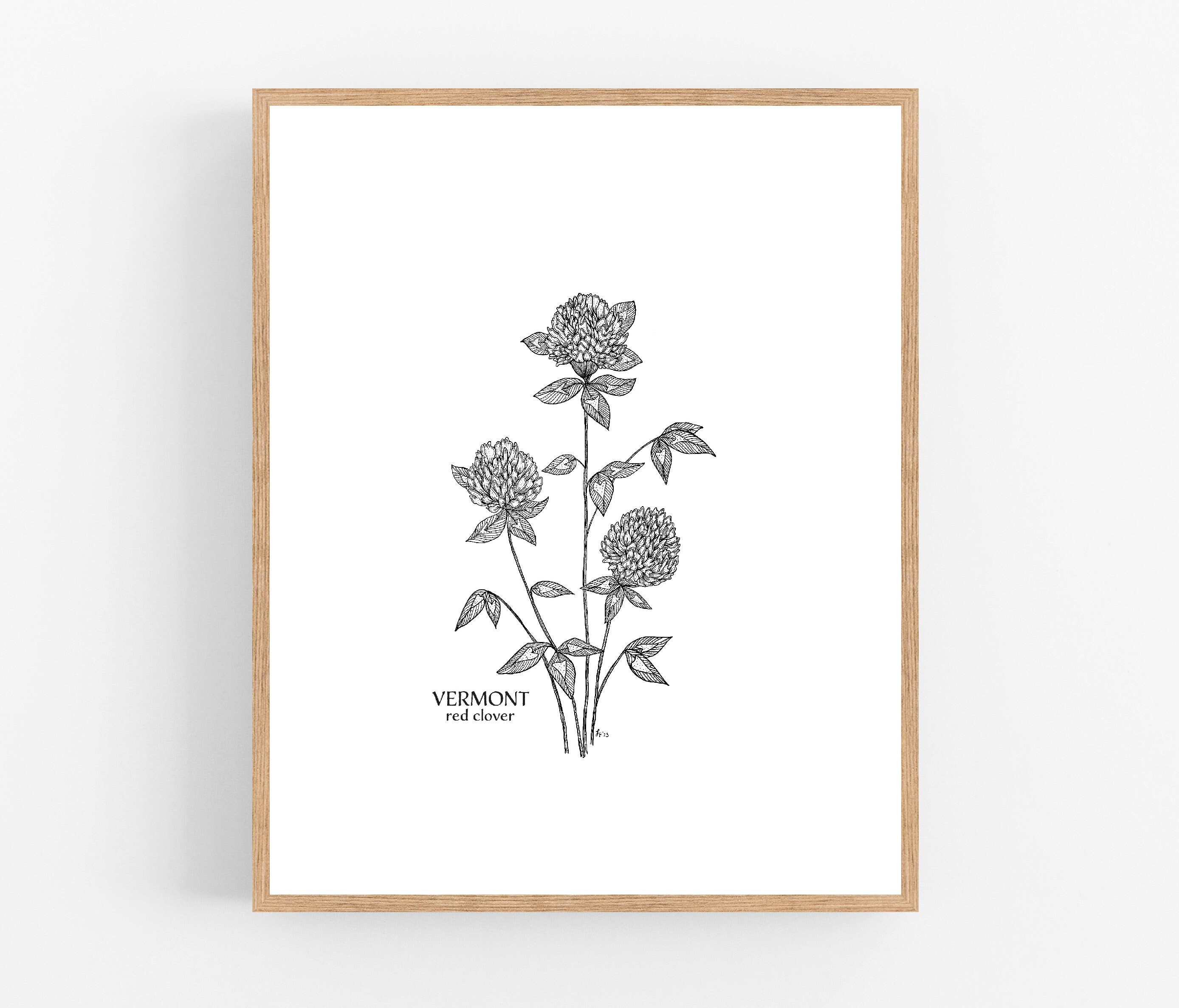 Red Clover Drawing