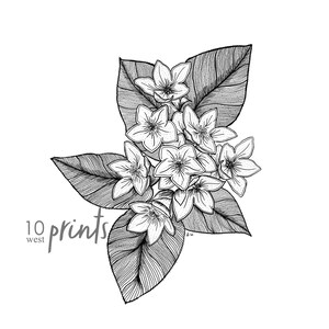 Mayflower Flower Ink Sketch Print / Massachusetts State Flower ...