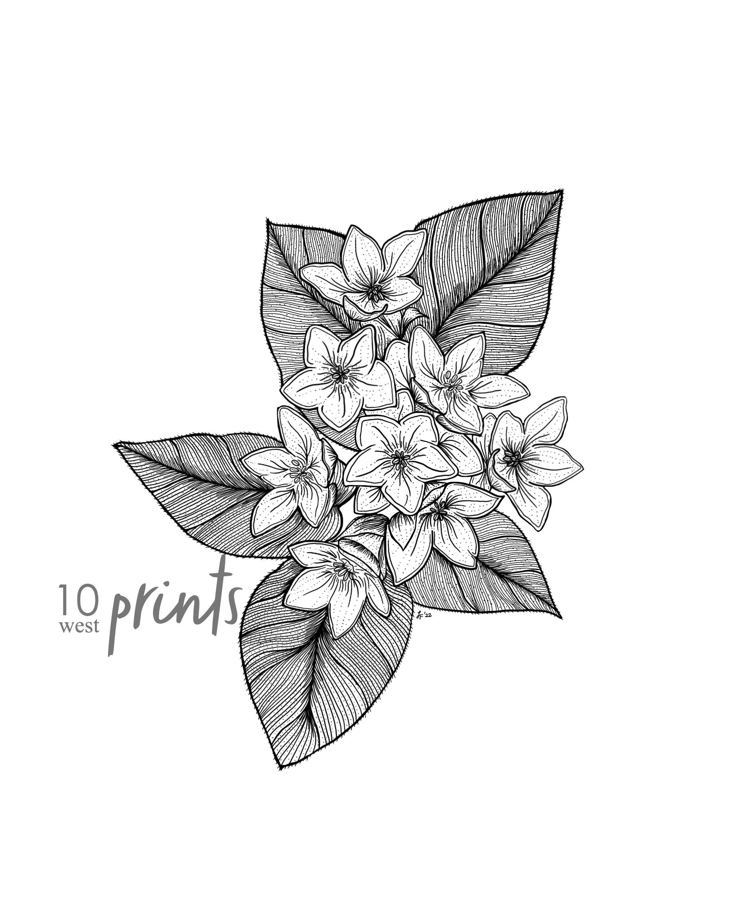 Mayflower Simple Drawing