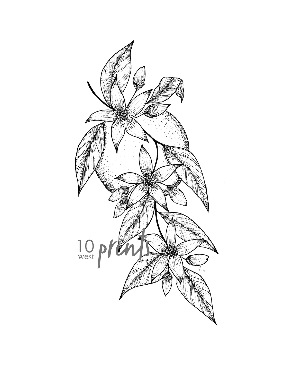 Orange Blossom Ink Sketch Print / Printable / Art / Digital Download ...
