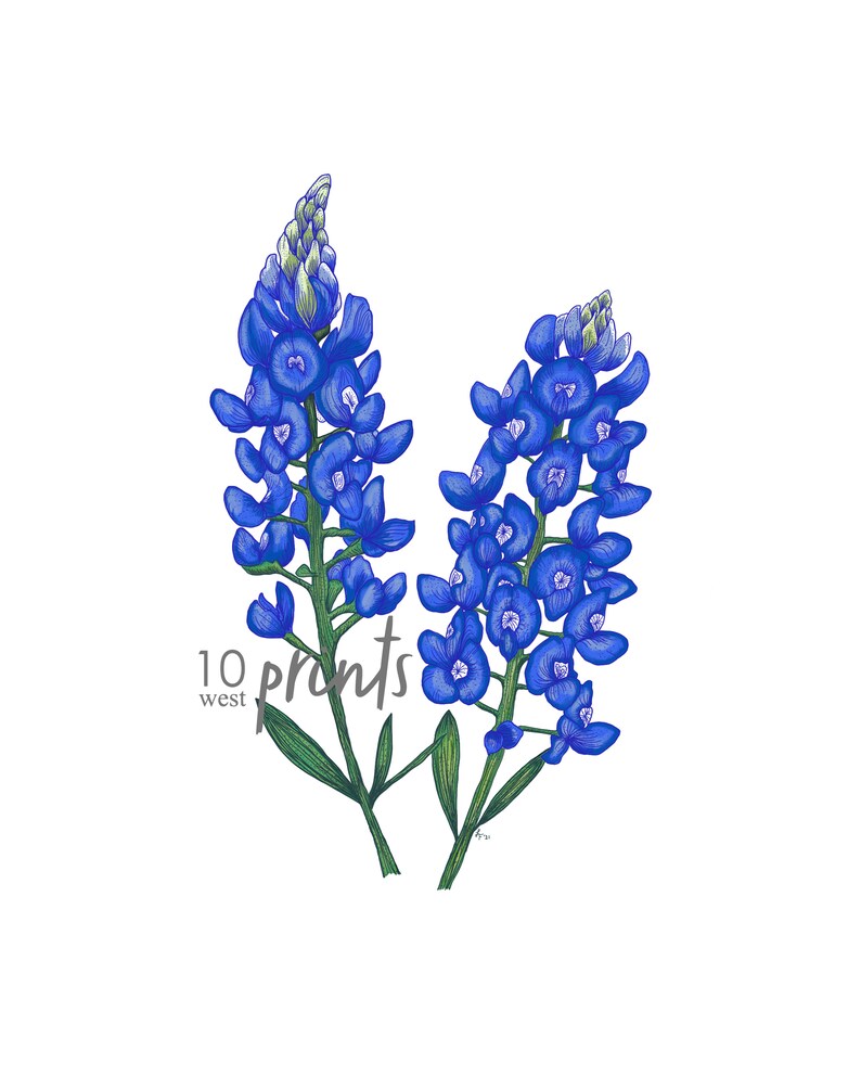 Bluebonnet Illustration / Printable / Art / Digital Download / - Etsy