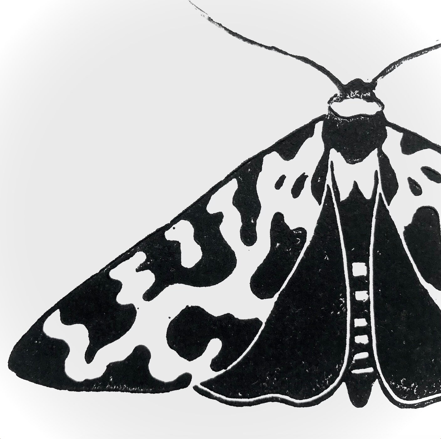 Cow Print Moth Original Lino Print in Black - Etsy