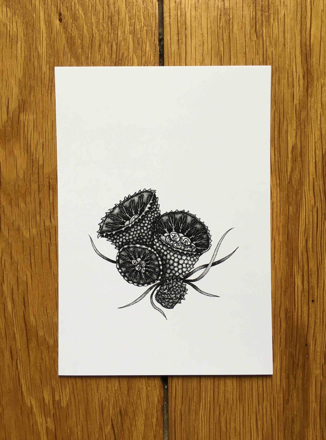 Nest Fungus - Nidulariaceae - Print of an Ink Drawing - Etsy