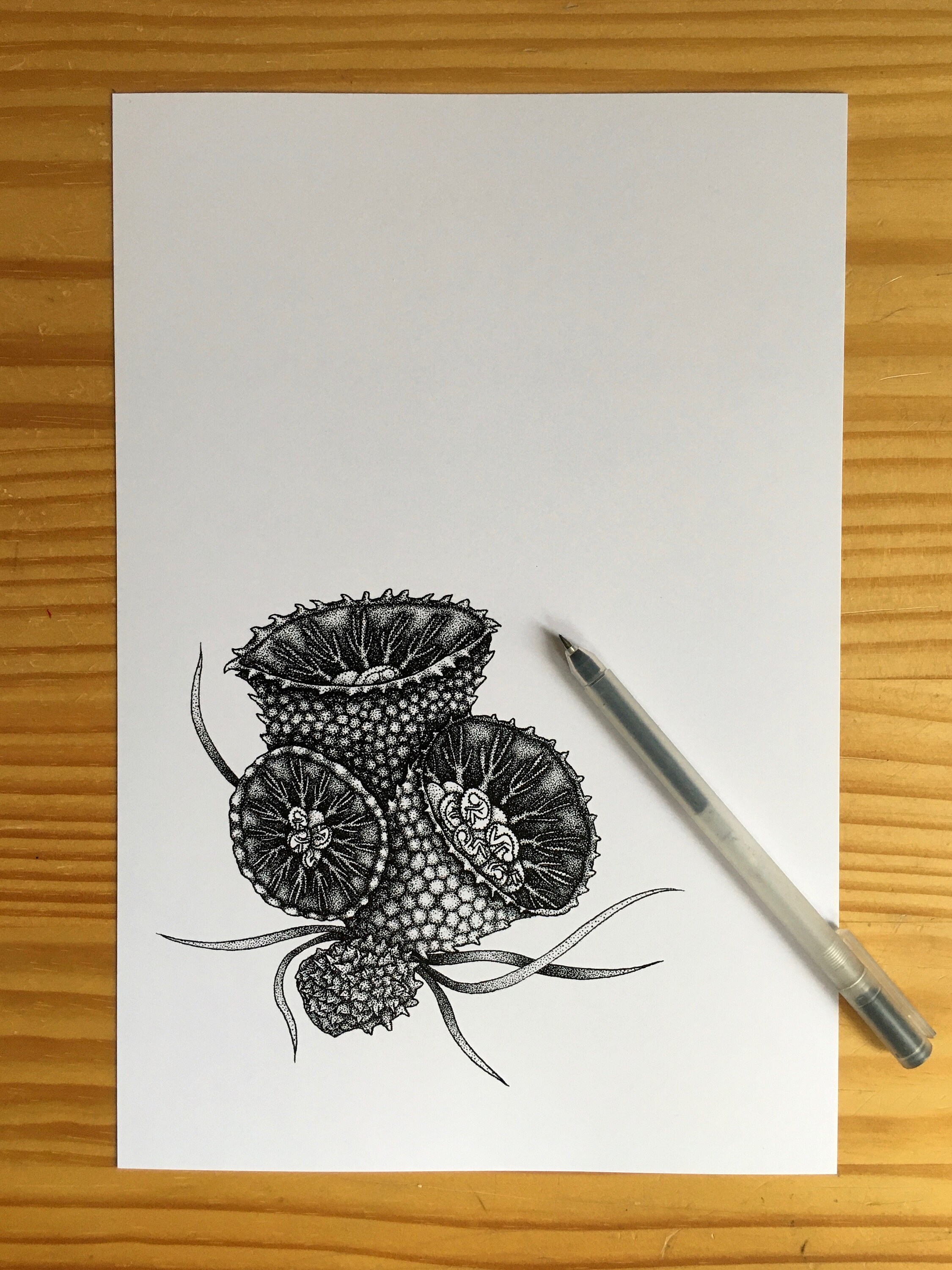 Nest Fungus - Nidulariaceae - Print of an Ink Drawing - Etsy