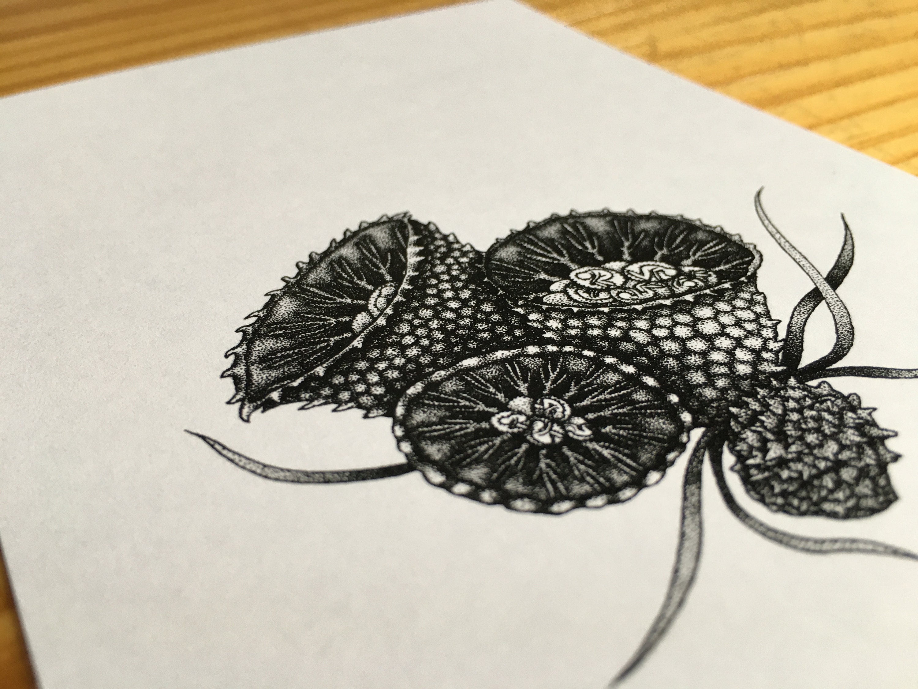 Nest Fungus - Nidulariaceae - Print of an Ink Drawing - Etsy