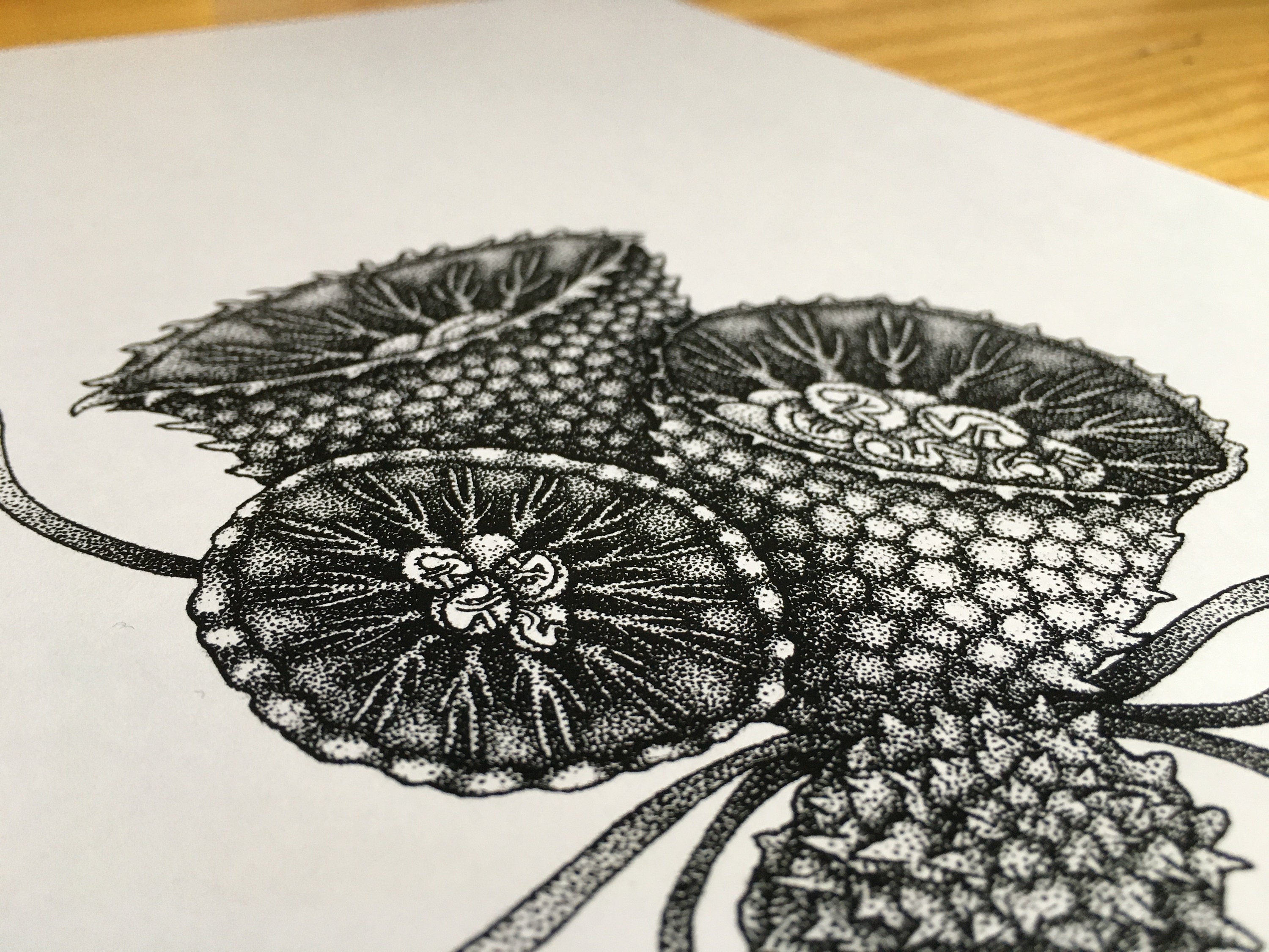 Nest Fungus - Nidulariaceae - Print of an Ink Drawing - Etsy