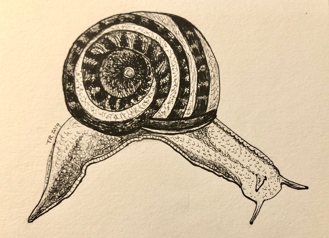 Snail - Original Ink Drawing - Etsy