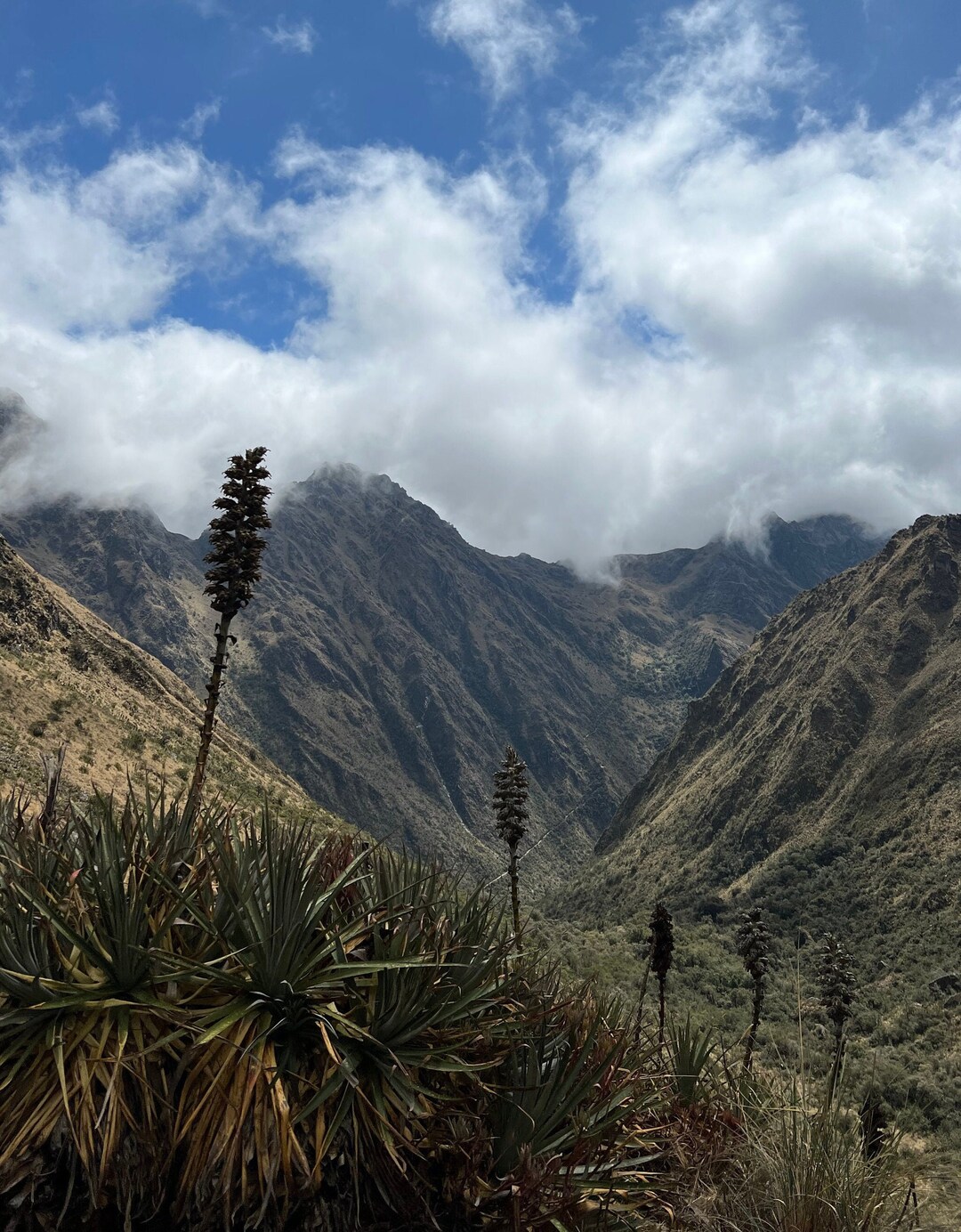 Inca Trail, Puya Plants, 8x10 Matted Print - Etsy