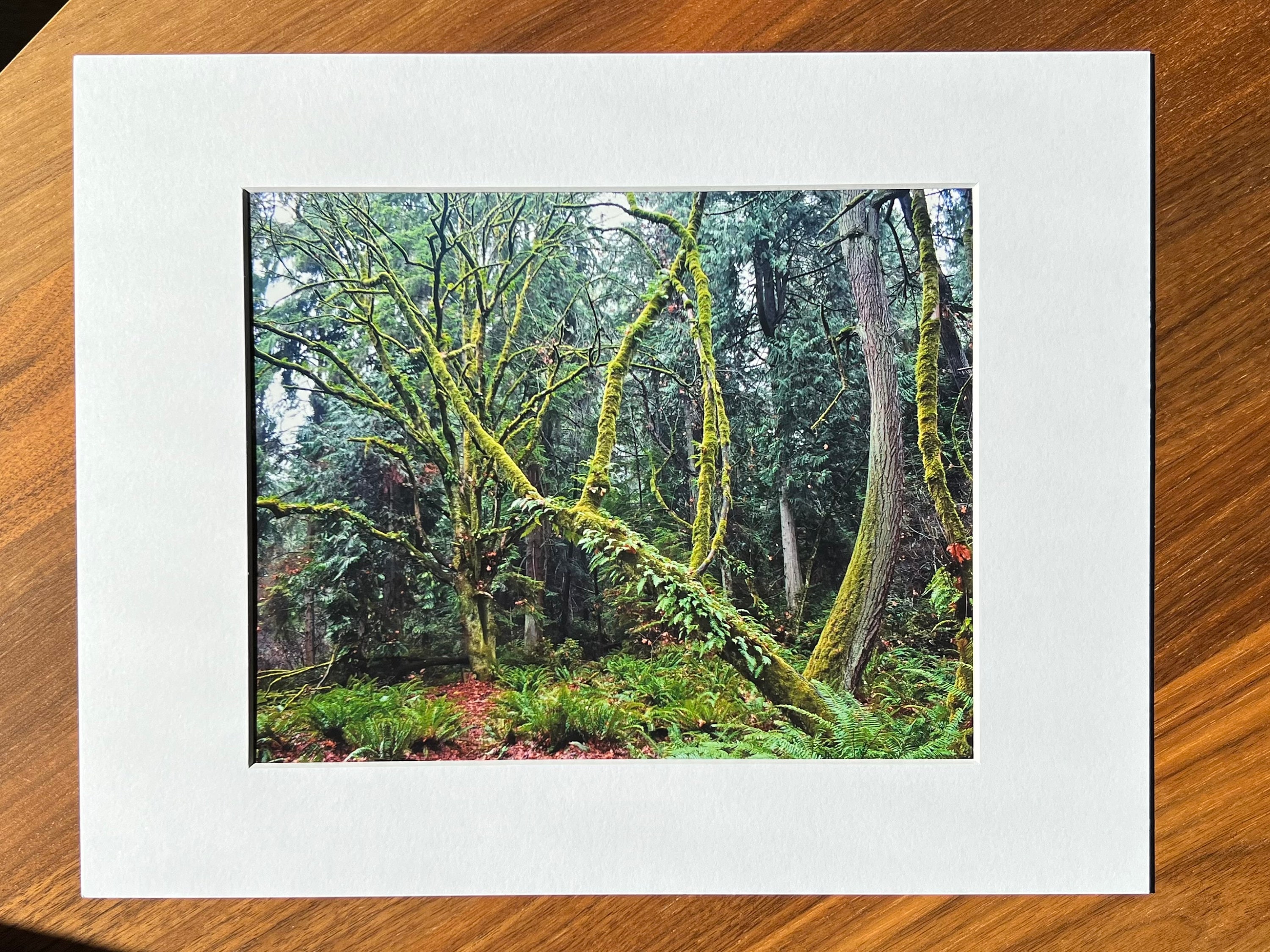 Point Defiance Forest, 8x10 Matted Print - Etsy
