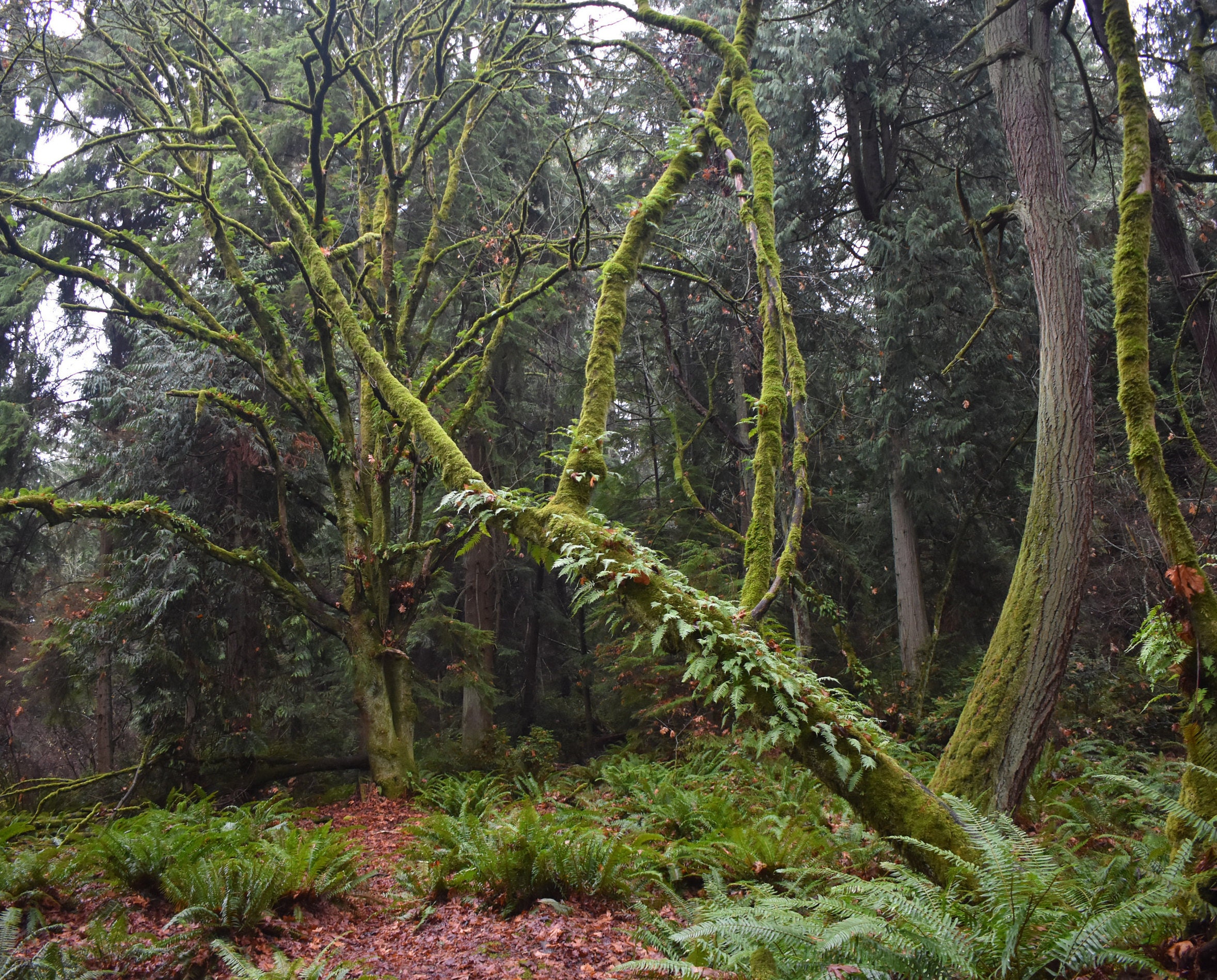 Point Defiance Forest, impresión mate de 8x10 - Etsy España