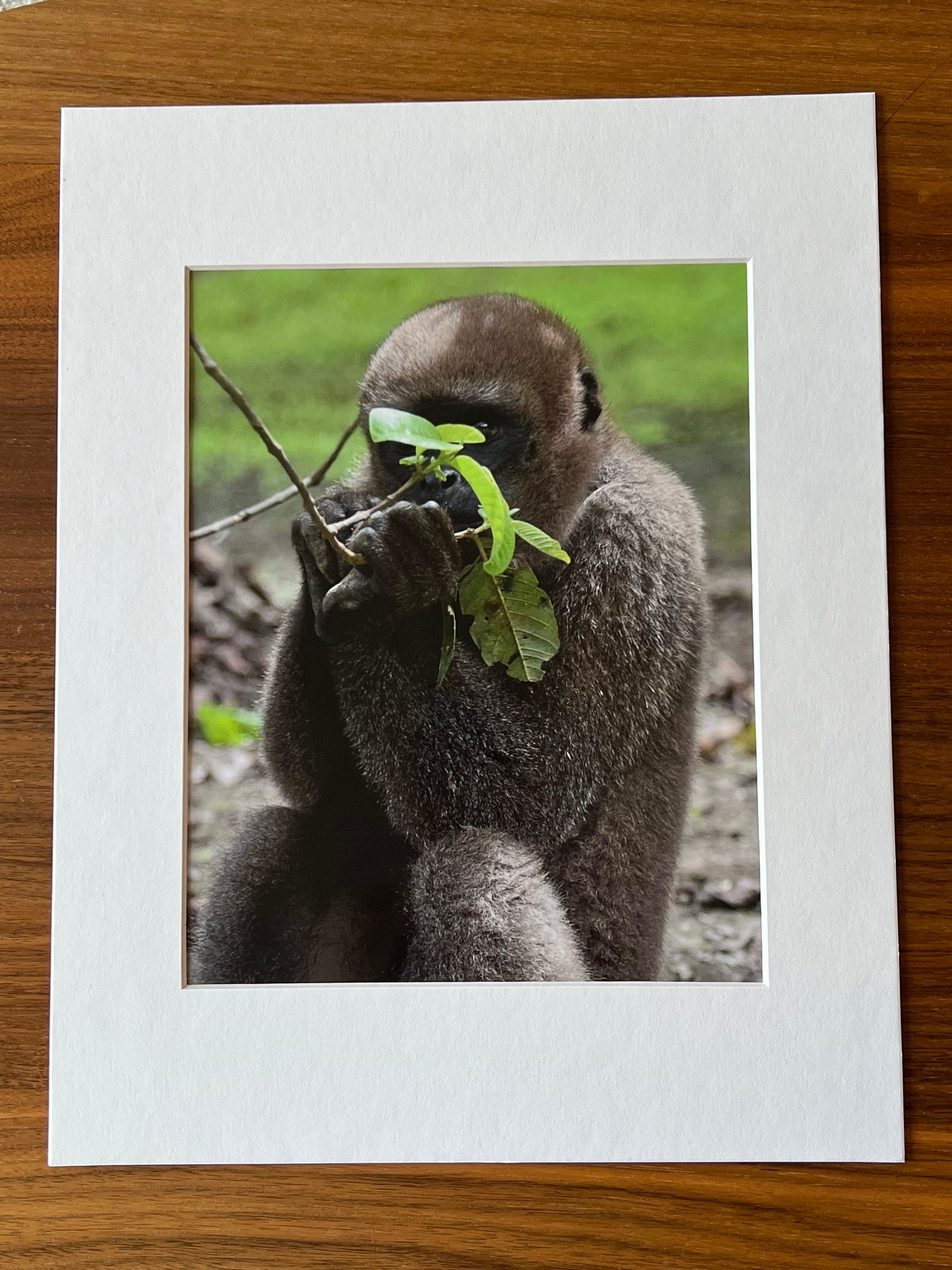 Shy Woolly Monkey, 8x10 Matted Print - Etsy