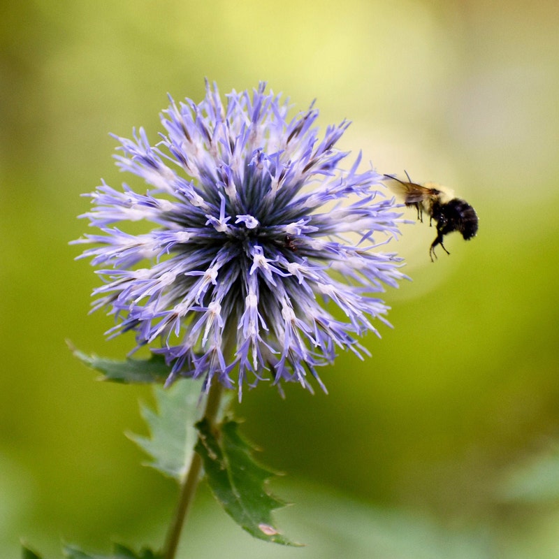 Pollinator Photographs - Etsy UK