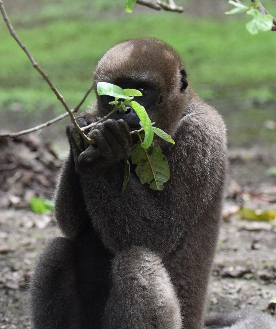 Shy Woolly Monkey, 8x10 Matted Print - Etsy