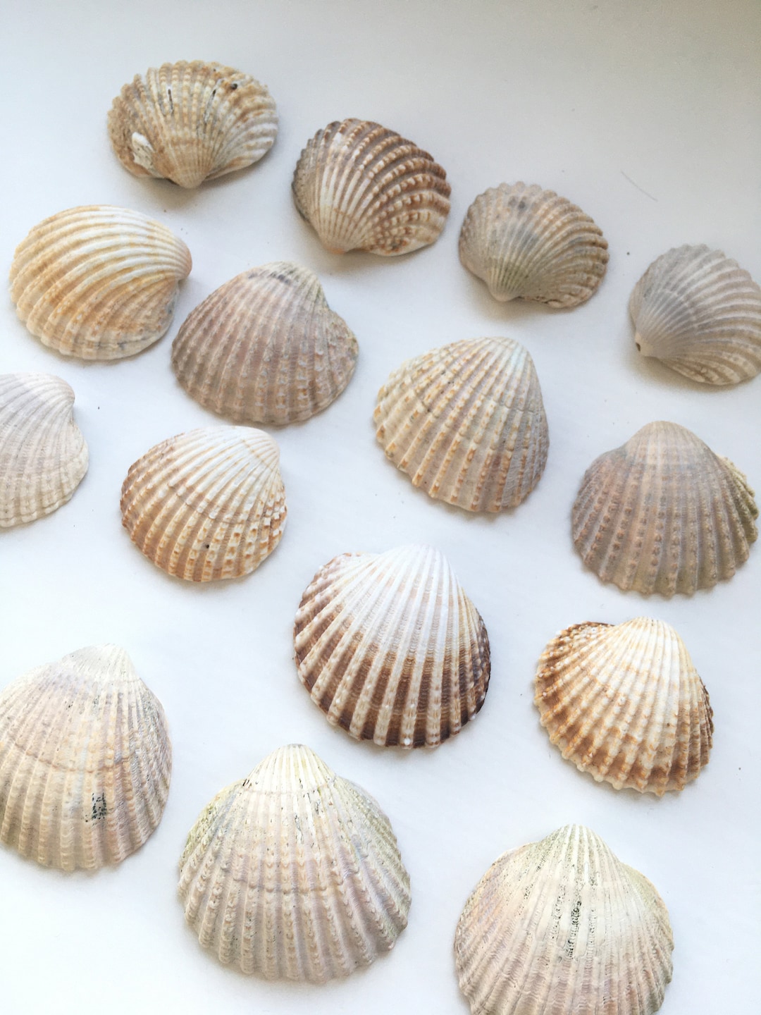 UK Natural Medium Sized Cockle Shells ~ Coastal Table Decoration ...