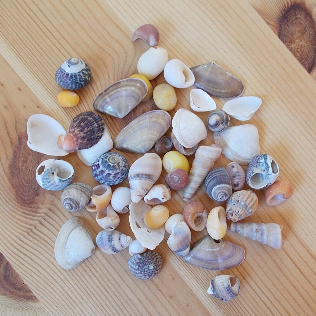 Mini Tiny Sea Shells English Natural Seashells Snail Shells Shell Mix ...
