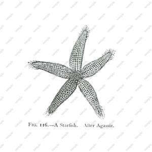 Vintage Sea Life Illustrations | Marine Biology PNG Pack (digital ...