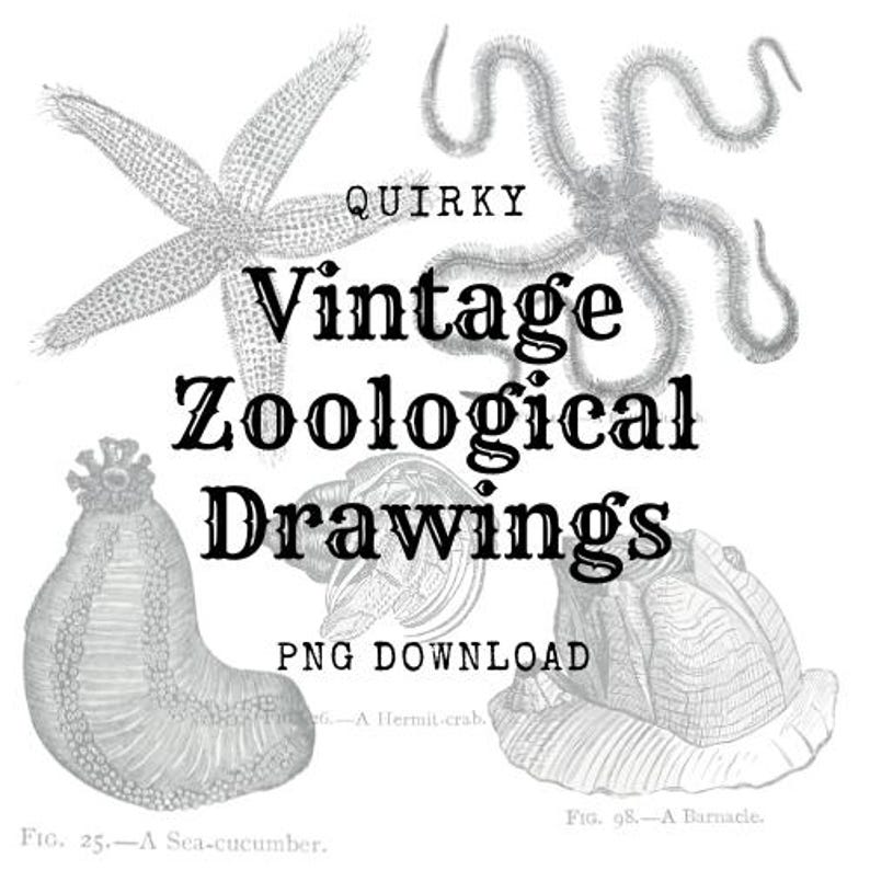 Vintage Sea Life Illustrations | Marine Biology PNG Pack (digital ...