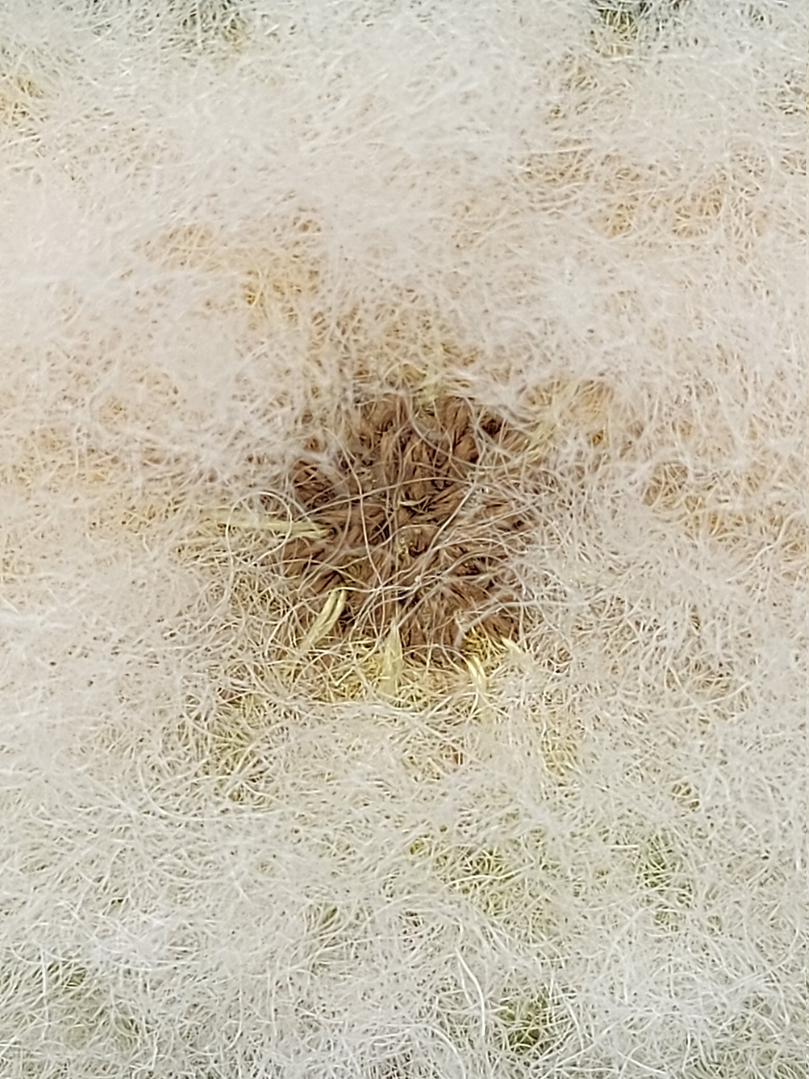 Dandelion Clock - Felted Wool and Embroidery Art - Framed Wall Textile ...