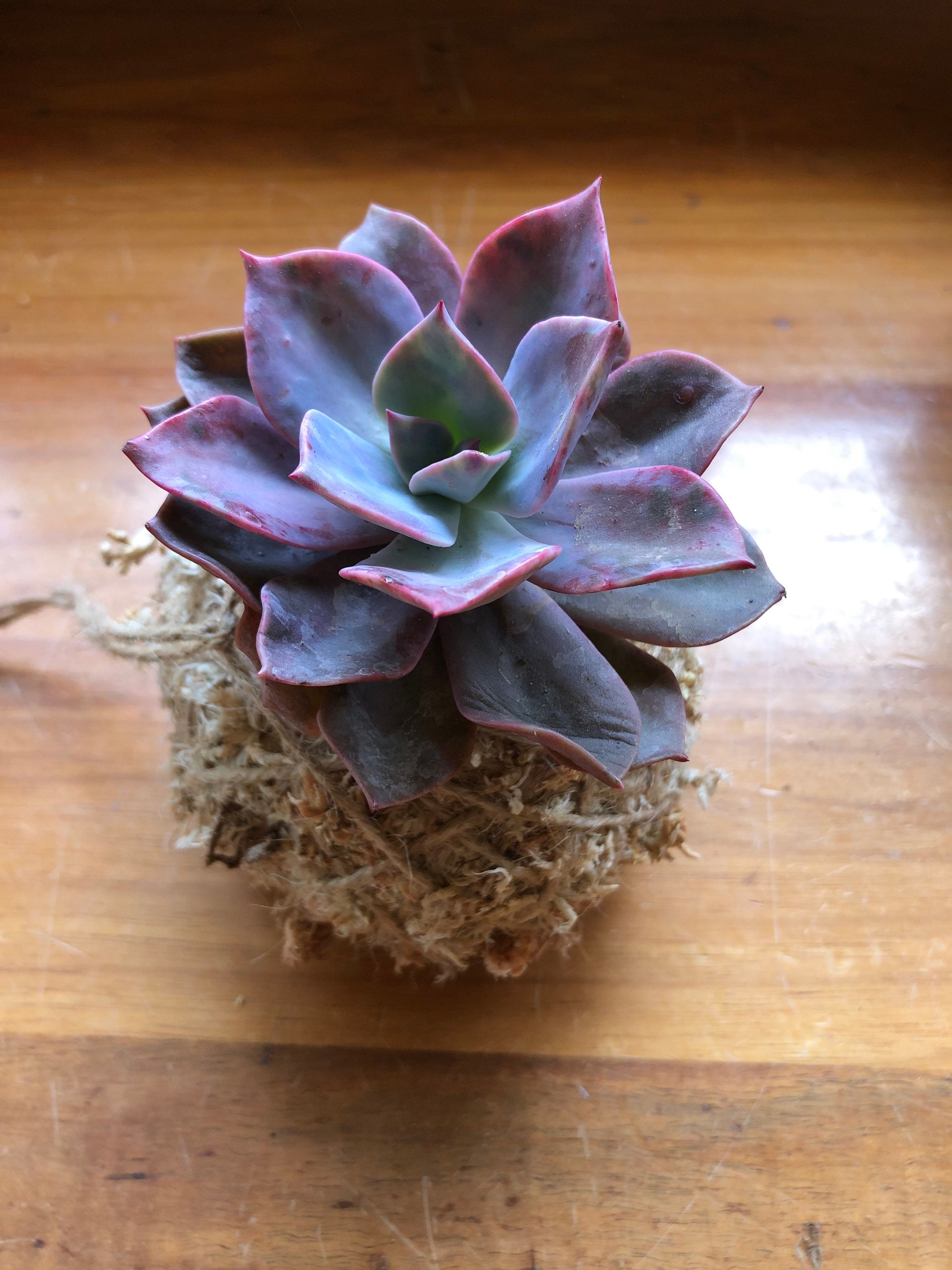 Kokedama succulent or spider plant | Etsy