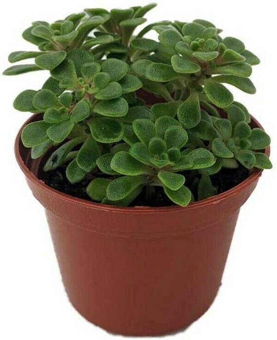 Irish Blessing Tree 2.5 Pot Easy to Grow Succulent Aeonium tortuosum ...