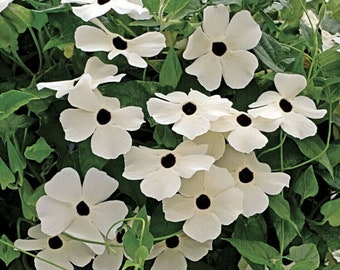 Thunbergia Seeds - Etsy