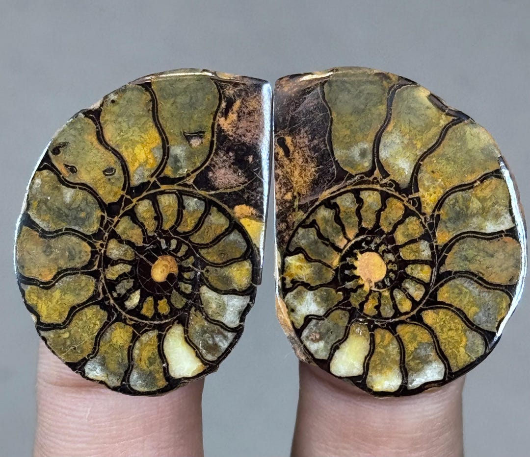 Ammonite Fossil Pair From Morocco Natural Spiral Shell Unique Fossil ...
