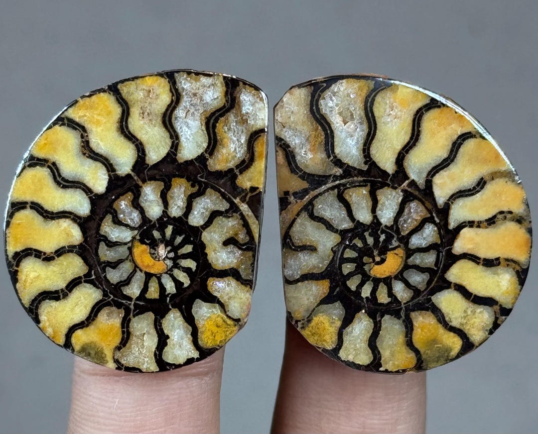 Ammonite Fossil Pair From Morocco Natural Spiral Shell Unique Fossil ...