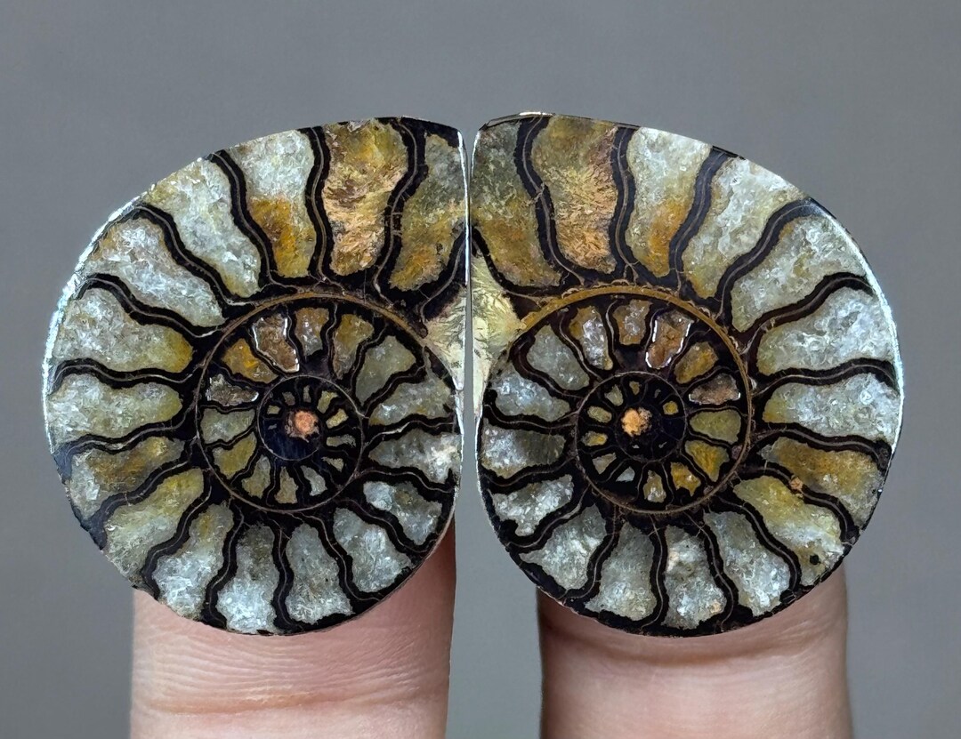 Ammonite Fossil Pair From Morocco Natural Spiral Shell Unique Fossil ...