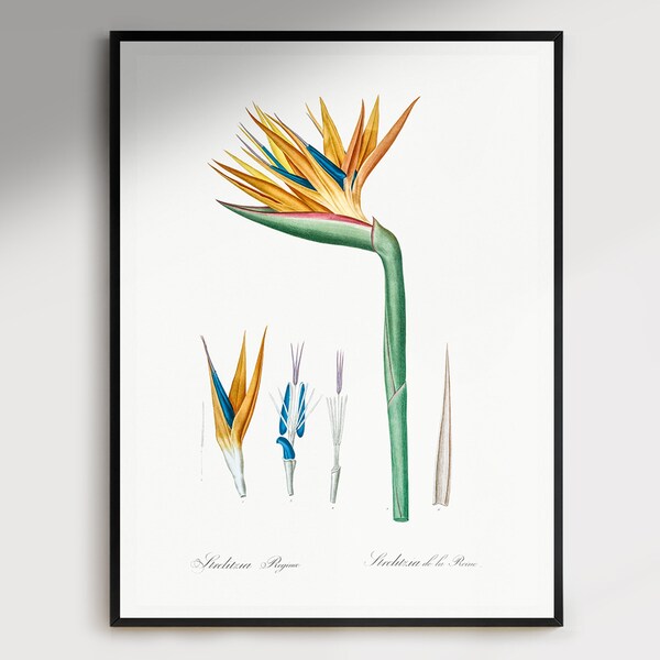 Strelitzia Art - Etsy