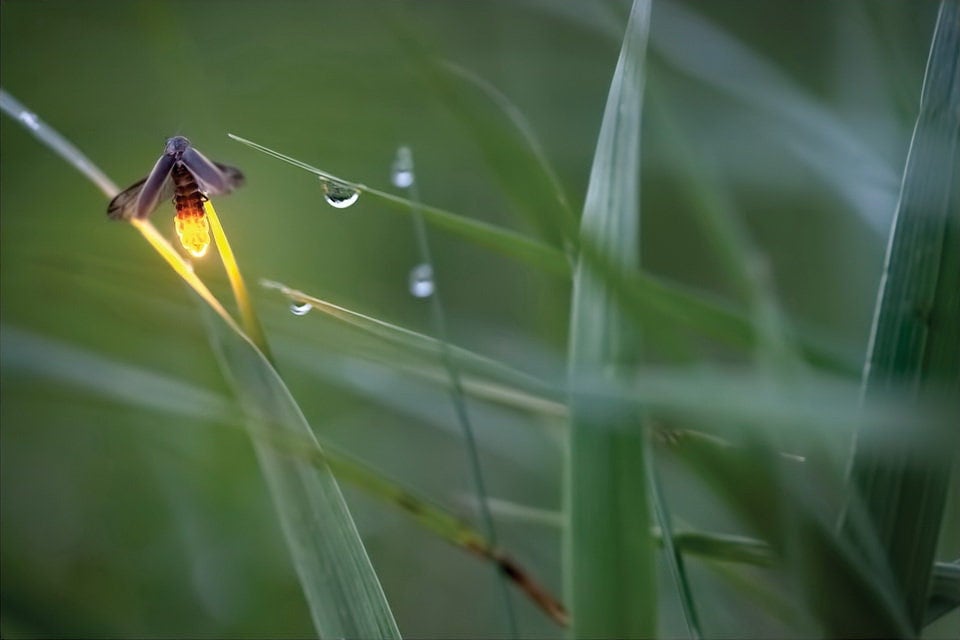 Amber Firefly - Photo of a Firefly Close-up Macro, Fireflies, Lighting ...