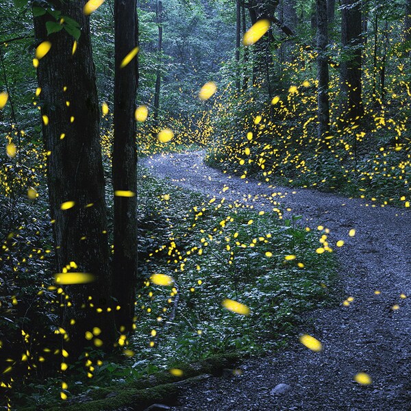 Fireflies - Etsy