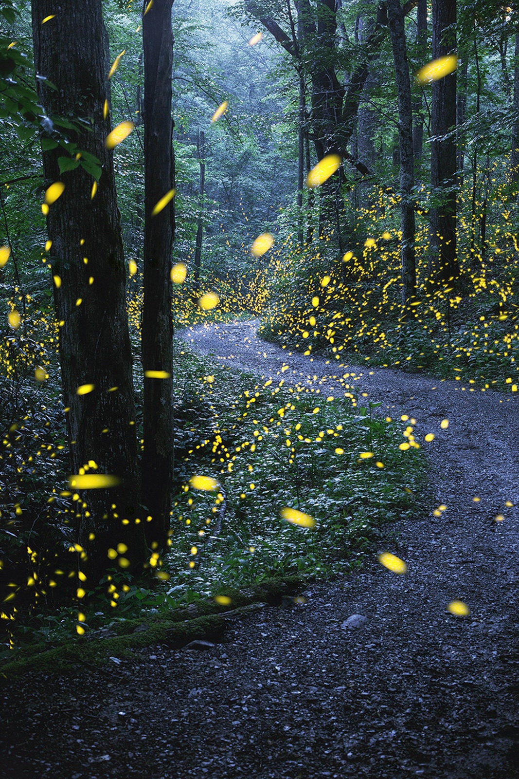 Fireflies in the Forest Forest, Lighting Bugs, Photograph, Fairly ...