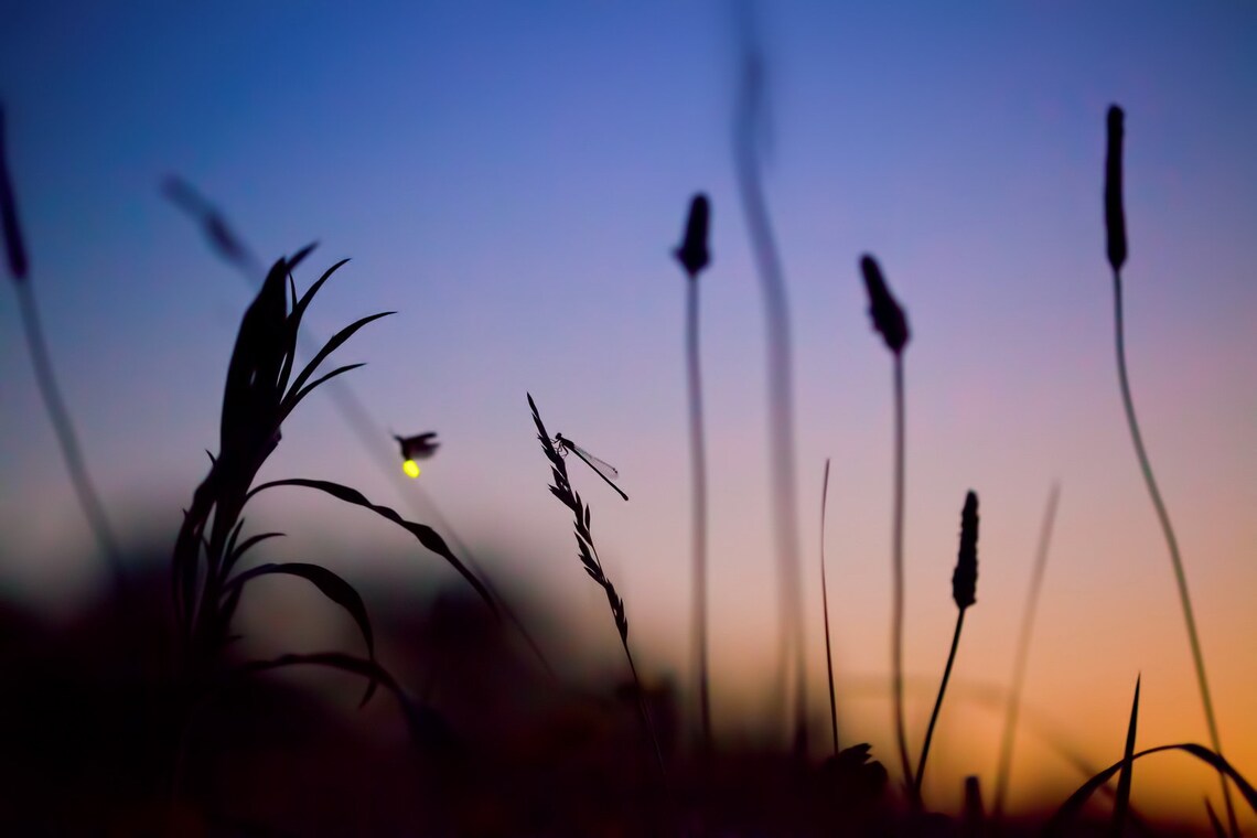 Sunset Photo of a Firefly Close-up Macro, Fireflies, Lighting Bugs ...