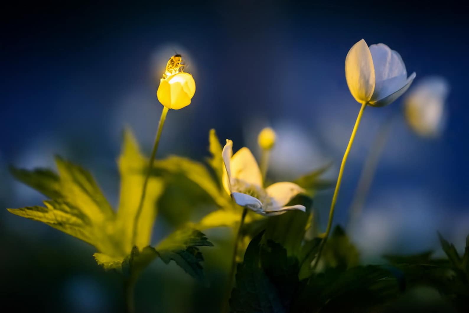 A Flash of Hope - Photo of a Firefly Close-up Macro, Fireflies ...
