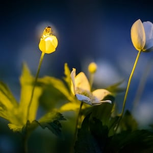 A Flash of Hope - Photo of a Firefly Close-up Macro, Fireflies ...