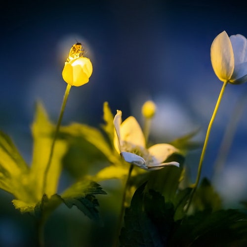 Amber Firefly Photo of a Firefly Close-up Macro Fireflies - Etsy