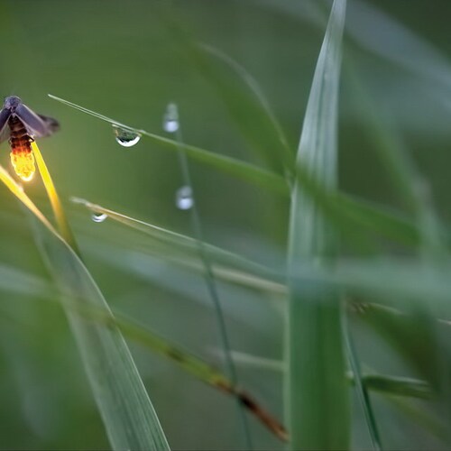 A Flash of Hope Photo of a Firefly Close-up Macro - Etsy