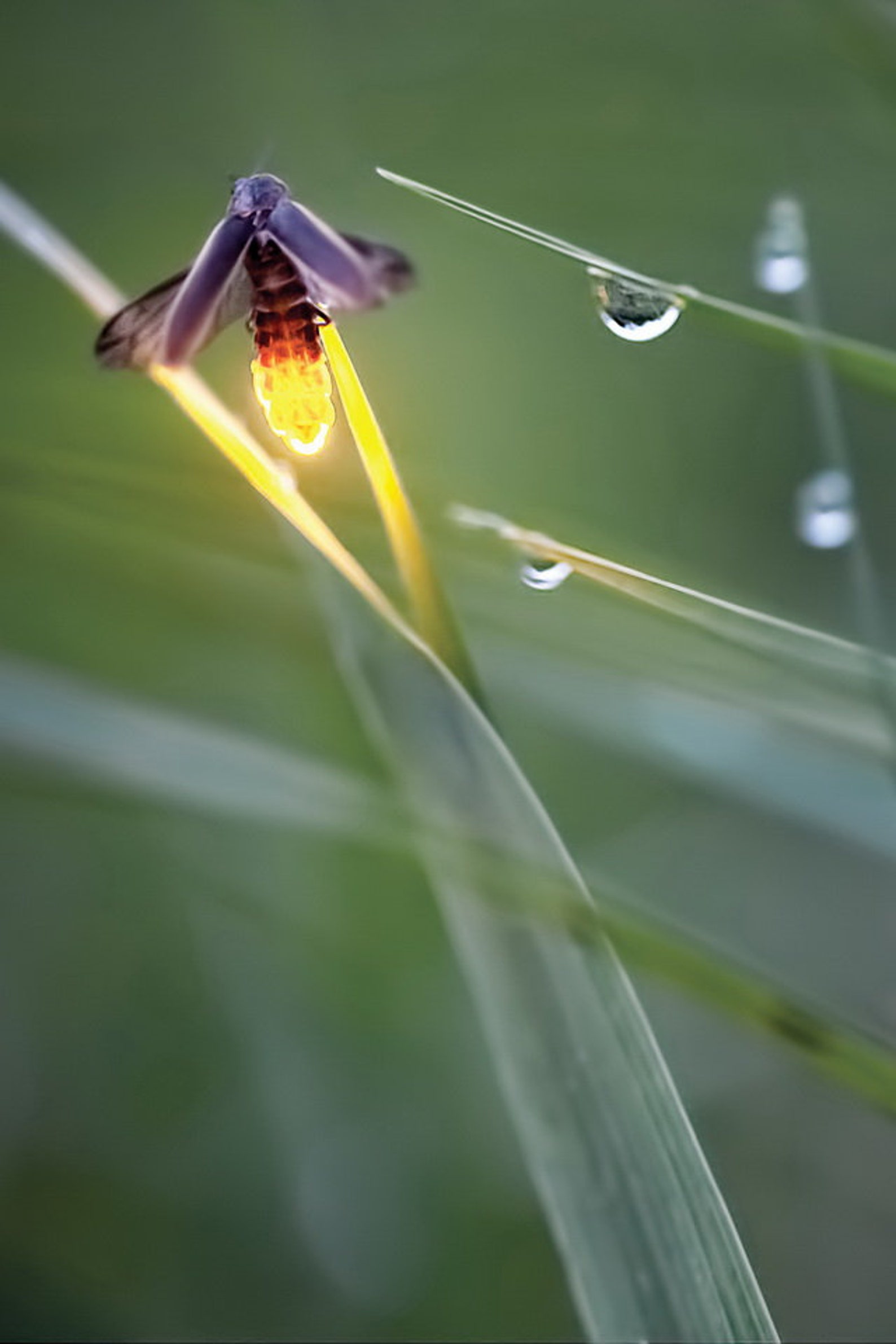 Amber Firefly Photo of a Firefly Close-up Macro Fireflies - Etsy