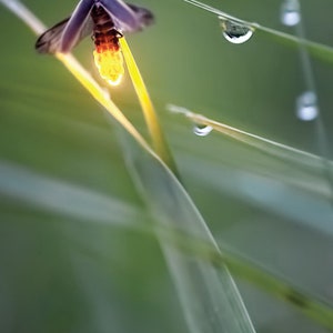Amber Firefly Photo of a Firefly Close-up Macro Fireflies | Etsy
