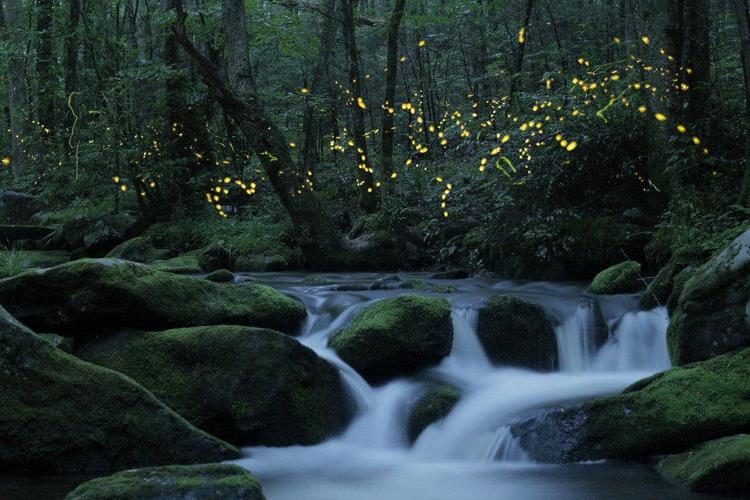 Waterfall - Forest, Landscape, Fireflies, Lighting Bugs, Photograph - Etsy