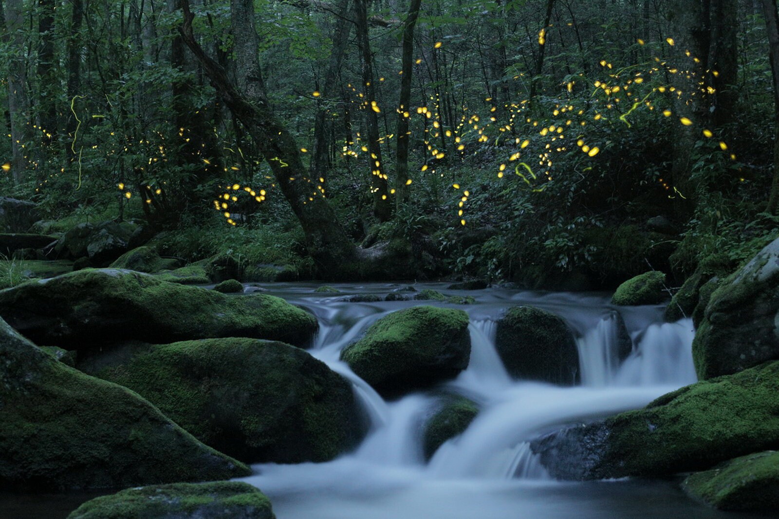 Waterfall - Forest, Landscape, Fireflies, Lighting Bugs, Photograph - Etsy